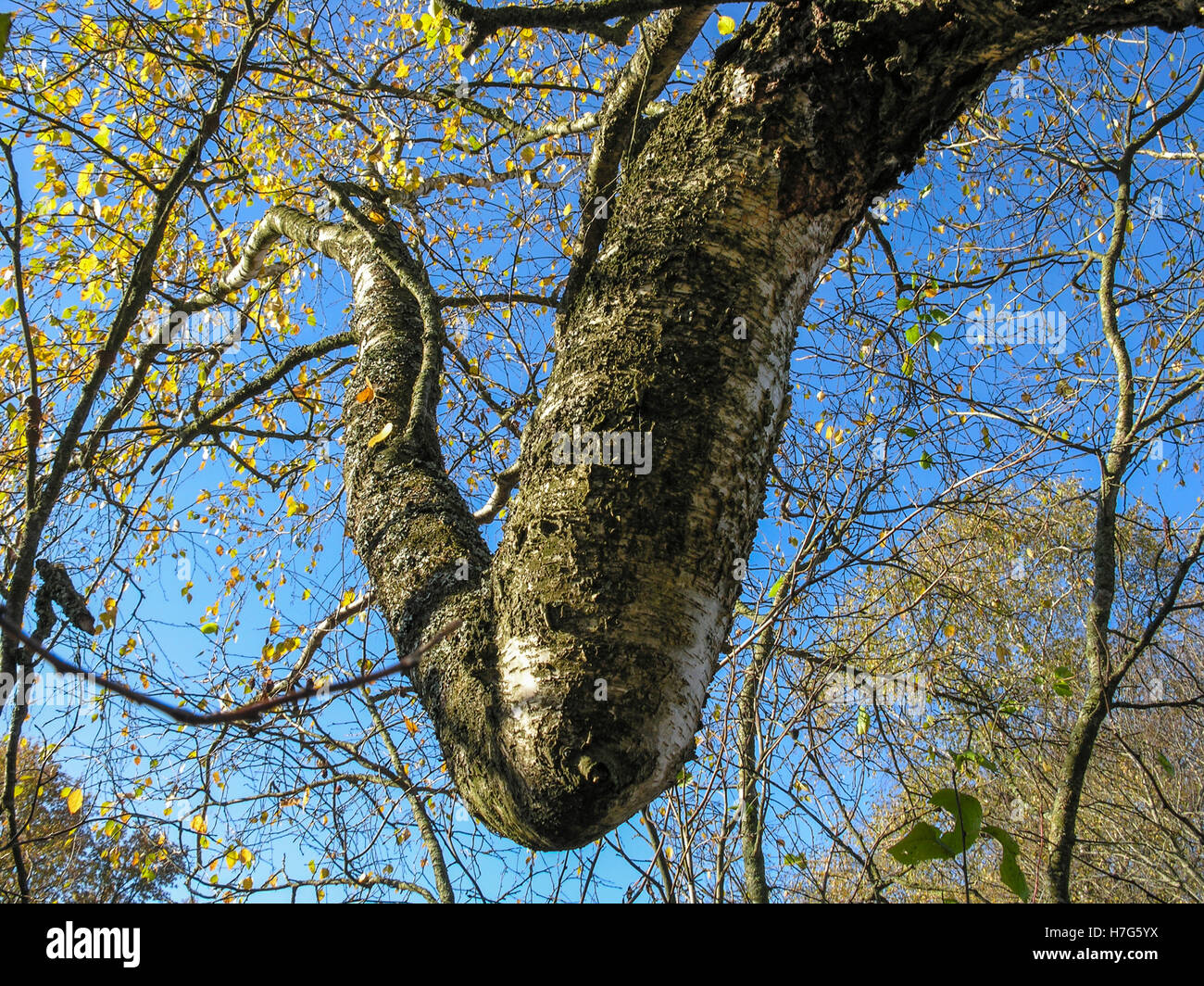 Twisted bent tree hi-res stock photography and images - Alamy