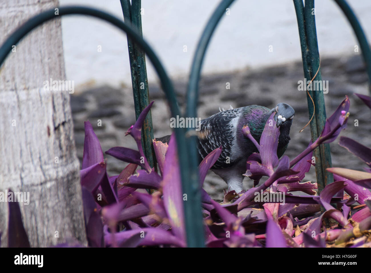 Pigeon pecking around purple flower Stock Photo - Alamy