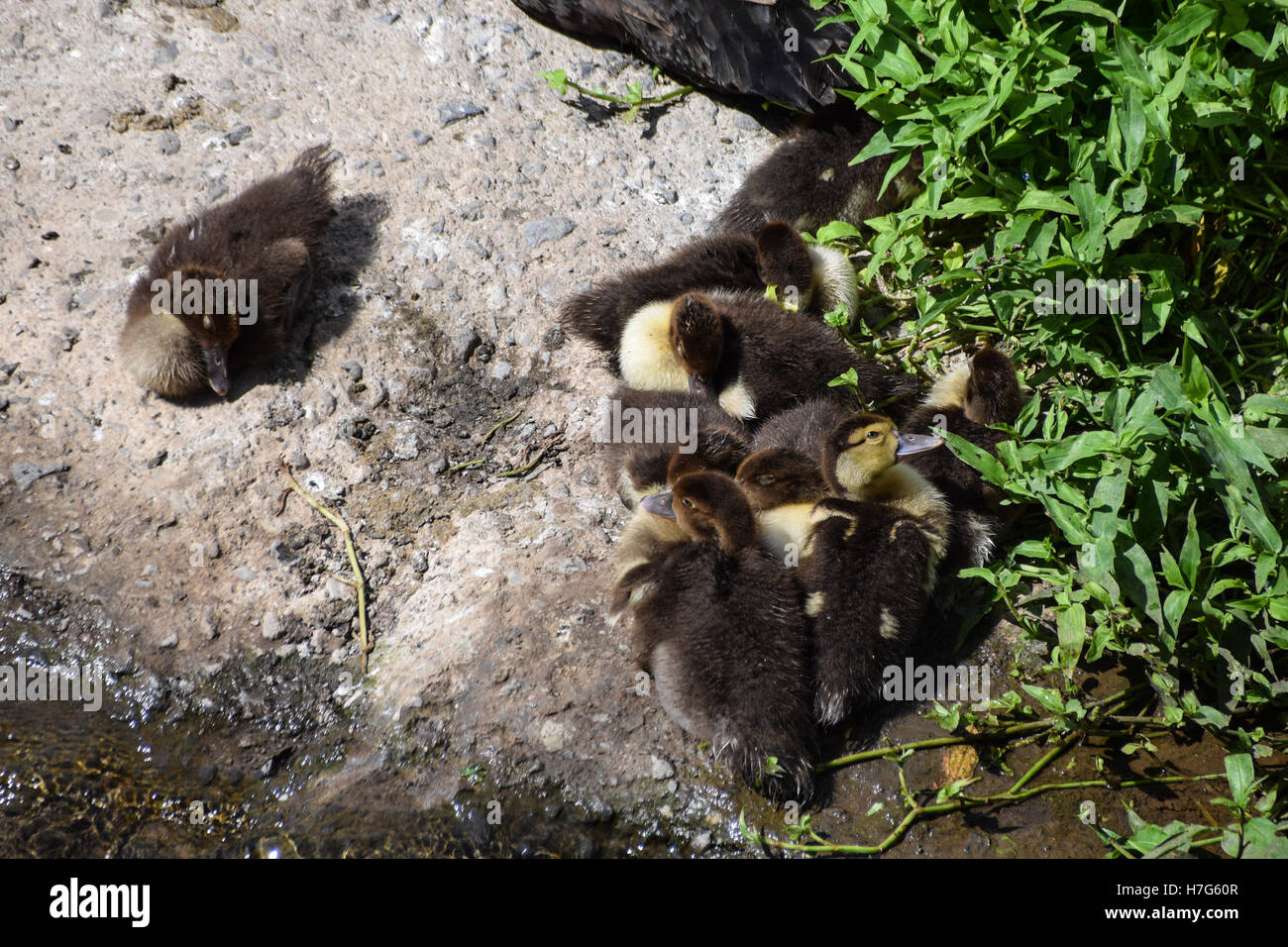 Seven ducklings hi-res stock photography and images - Alamy