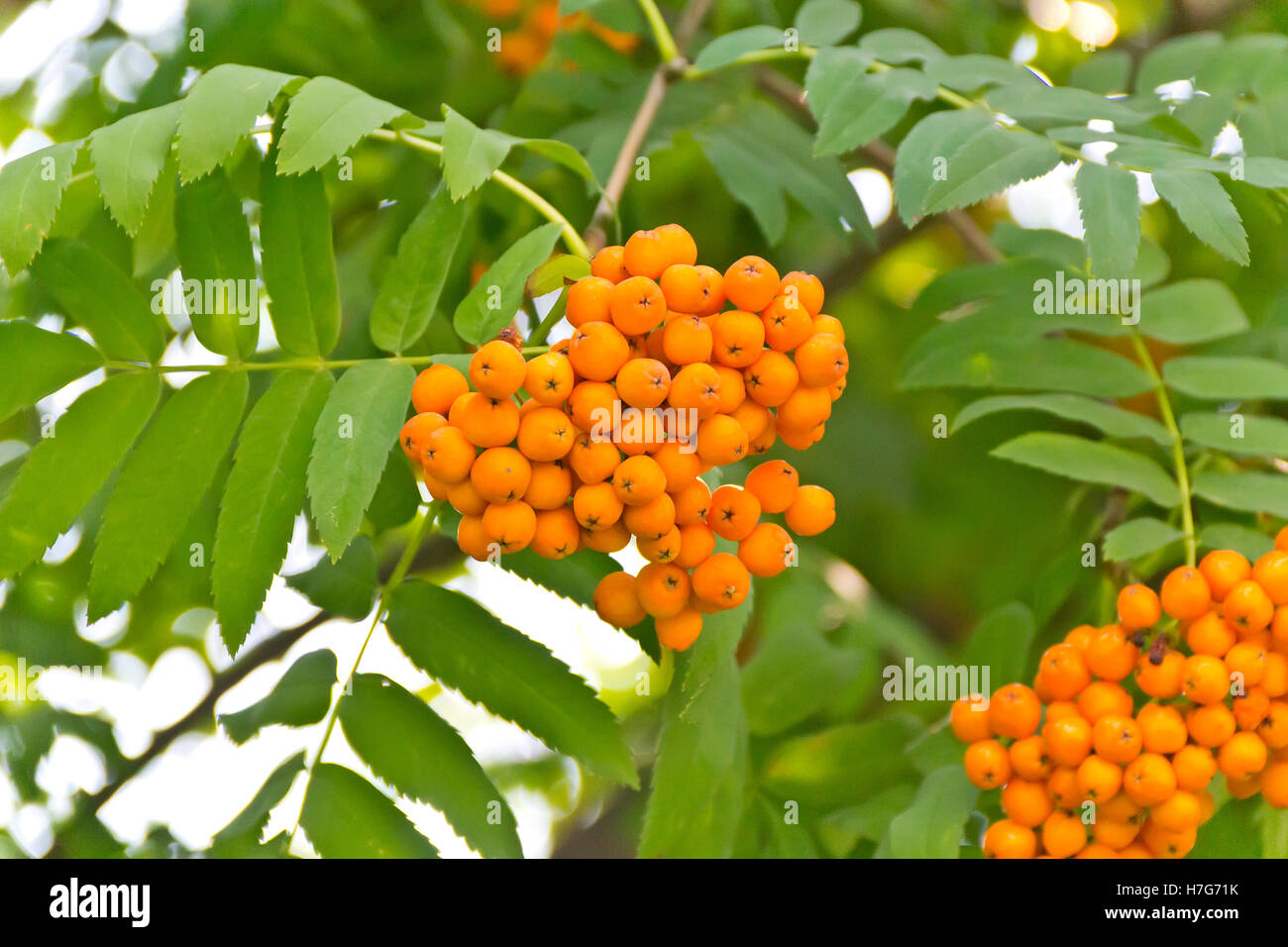 Rowanberry hi-res stock photography and images - Alamy