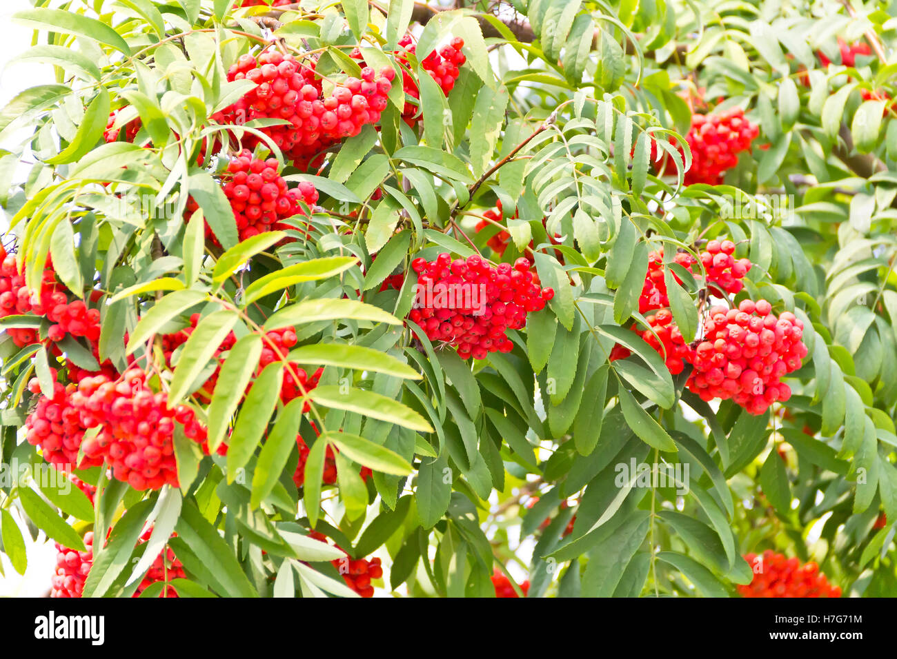 Rowanberry hi-res stock photography and images - Alamy