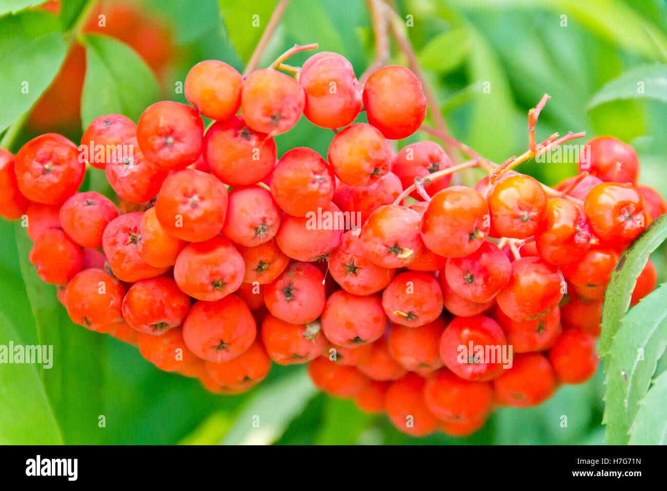 Rowanberry hi-res stock photography and images - Alamy