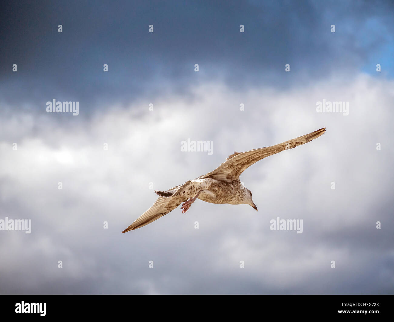 Great Black-backed Gull in flight Stock Photo - Alamy
