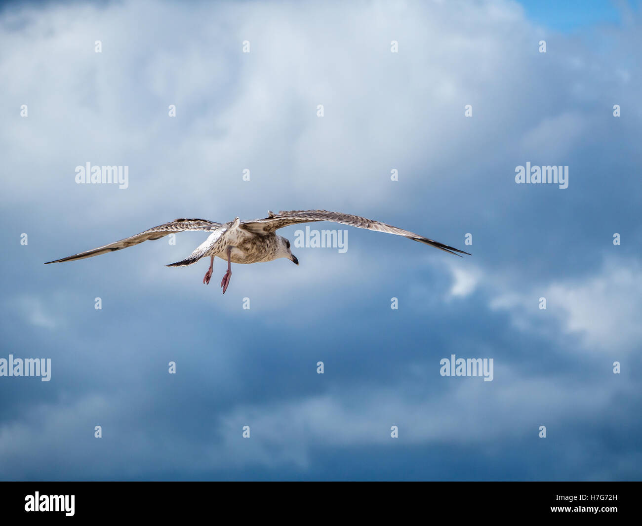 Great Black-backed Gull in flight Stock Photo - Alamy
