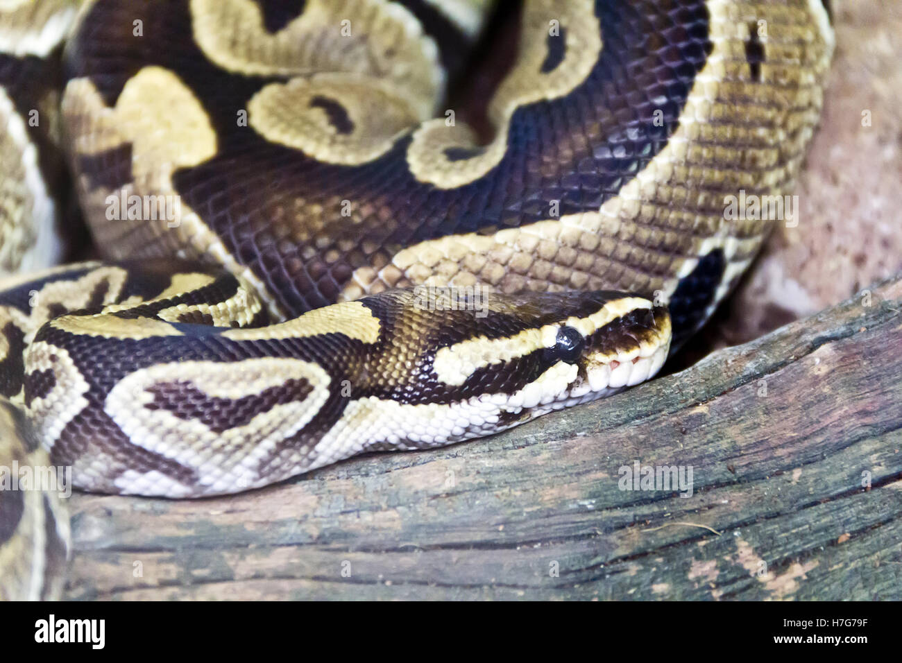 Photo of reticulated python close up in zoo Stock Photo - Alamy