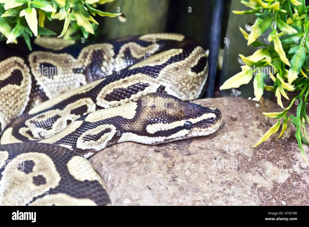 Photo of reticulated python close up in zoo Stock Photo - Alamy
