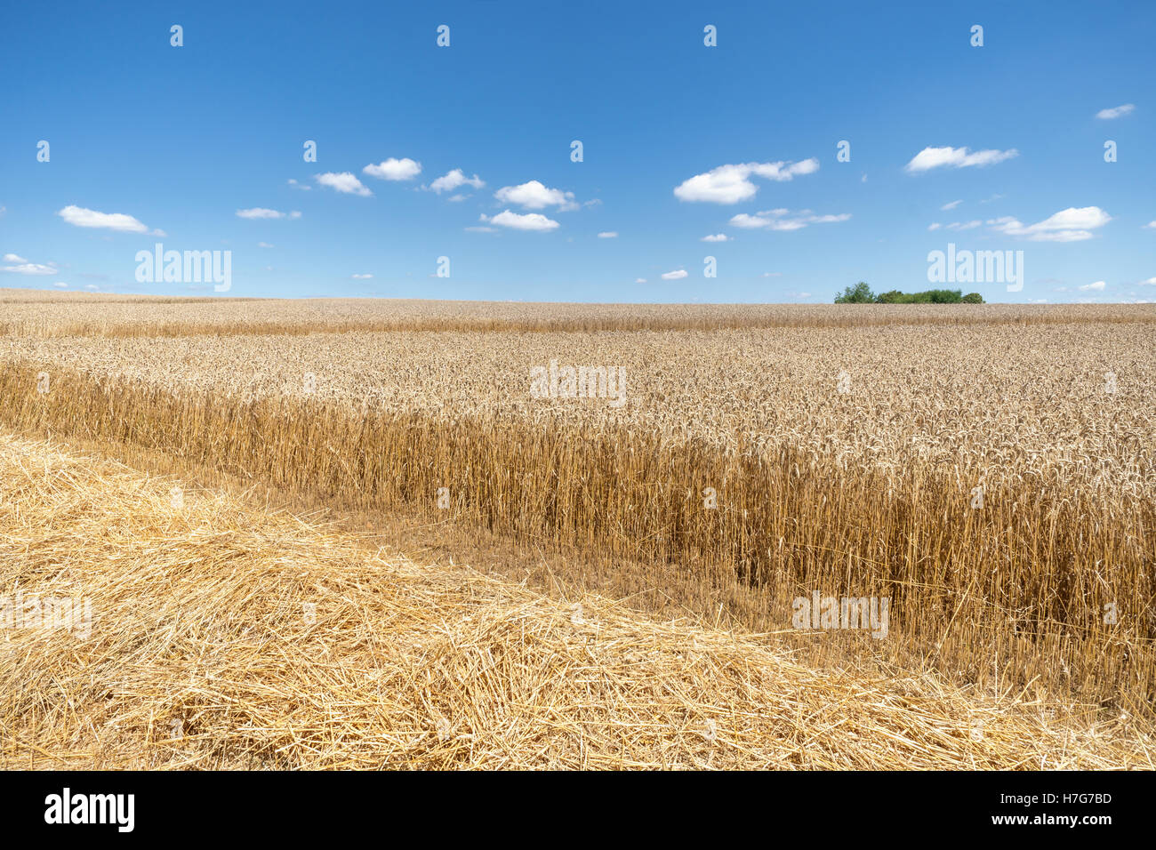 Wheat straw field hi-res stock photography and images - Alamy