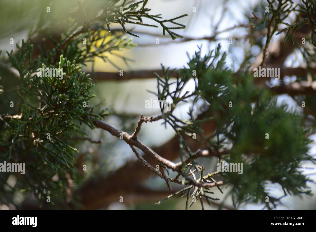 Green leaves on top trees hi-res stock photography and images - Alamy