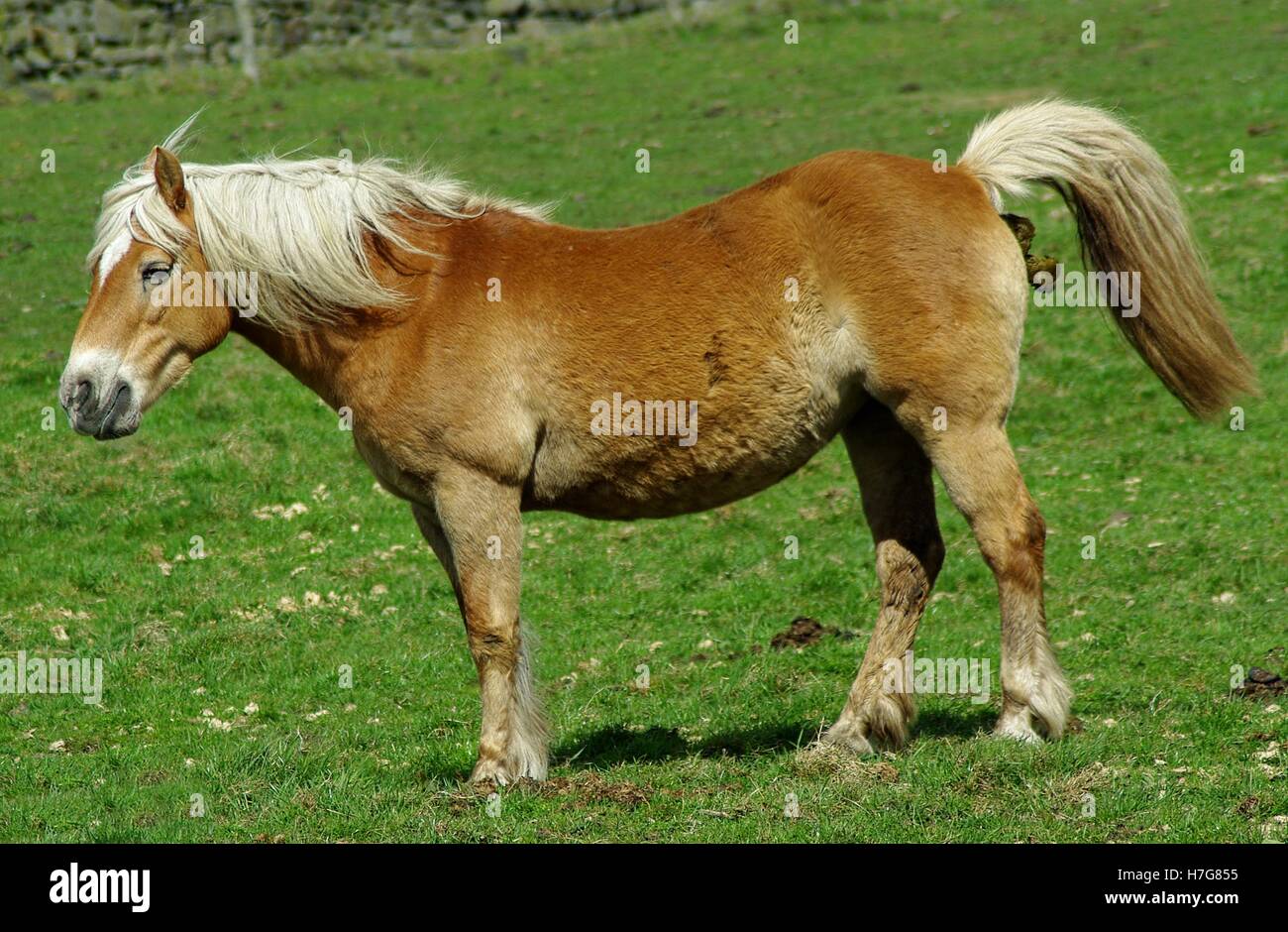 Pooping hi-res stock photography and images - Alamy