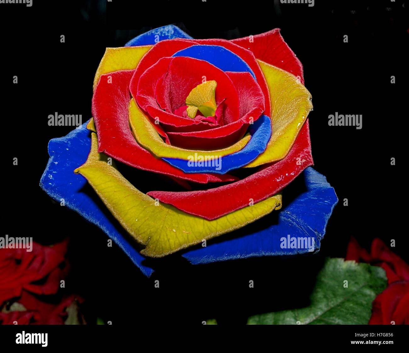 Superman the flower hi-res stock photography and images - Alamy