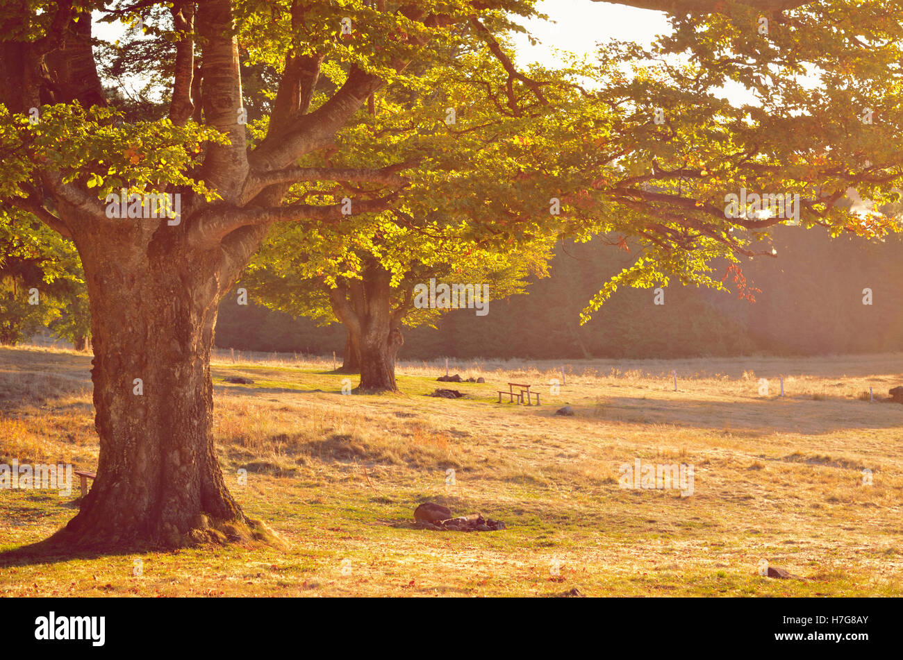 Tree rich landscape hi-res stock photography and images - Alamy