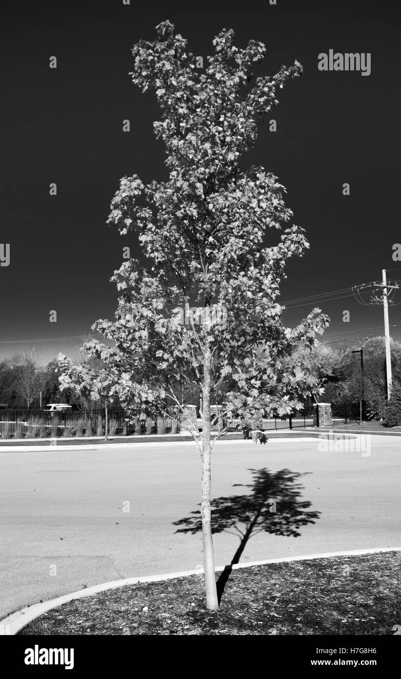 Tree in B&W Stock Photo - Alamy