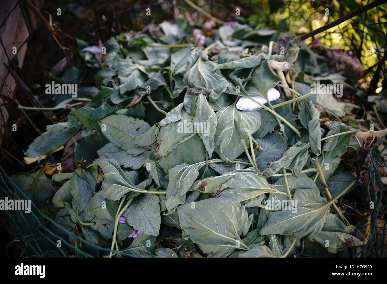 Biowaste hi-res stock photography and images - Alamy