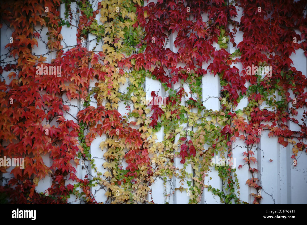 Colorful vine leaves hi-res stock photography and images - Alamy