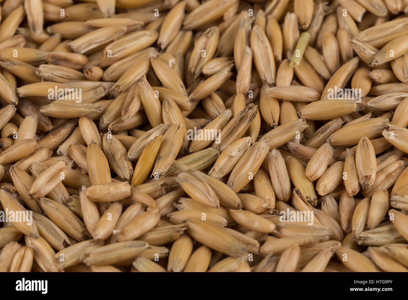 natural oat grains for background, close up shot Stock Photo - Alamy
