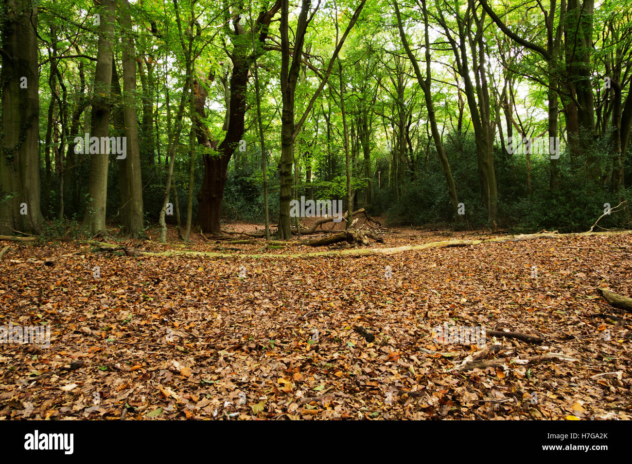 English woodland scene at the start of autumn Stock Photo - Alamy