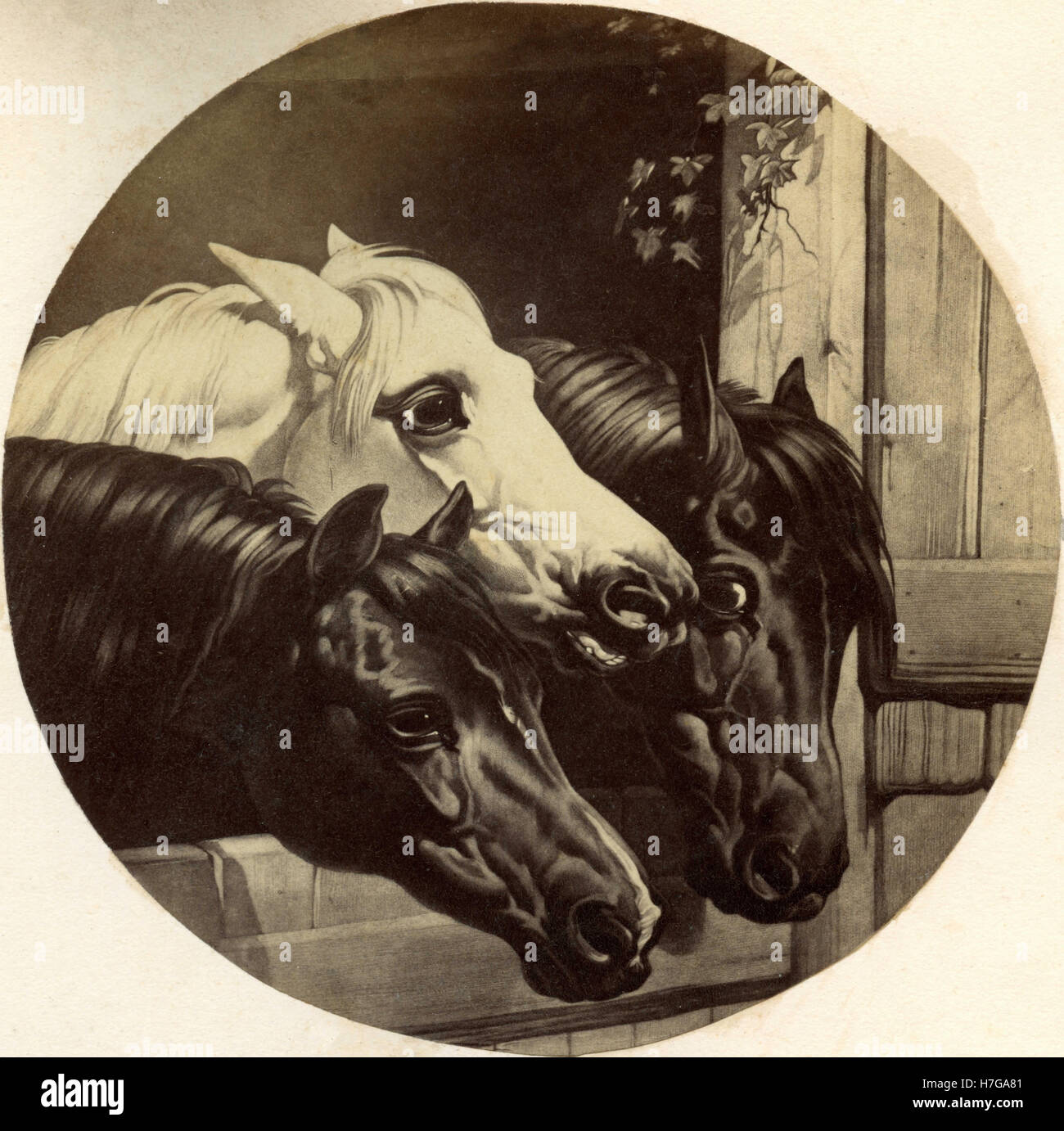 Three horses hi-res stock photography and images - Alamy