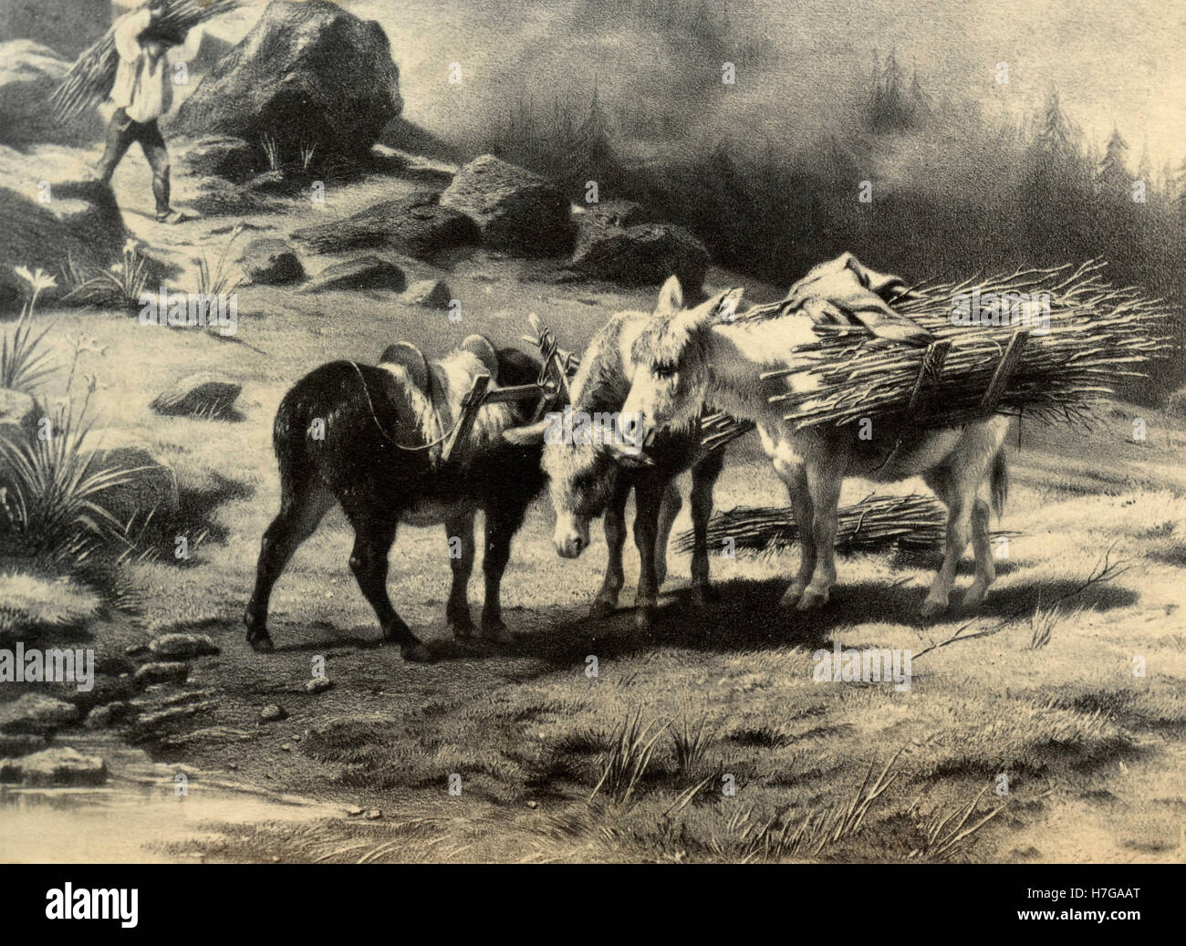 Three working donkeys, etching Stock Photo - Alamy
