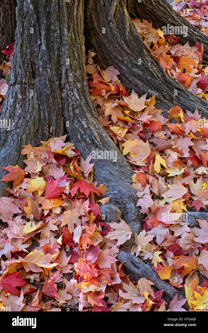 colorful Autumn leaves at the base of a tree Stock Photo - Alamy