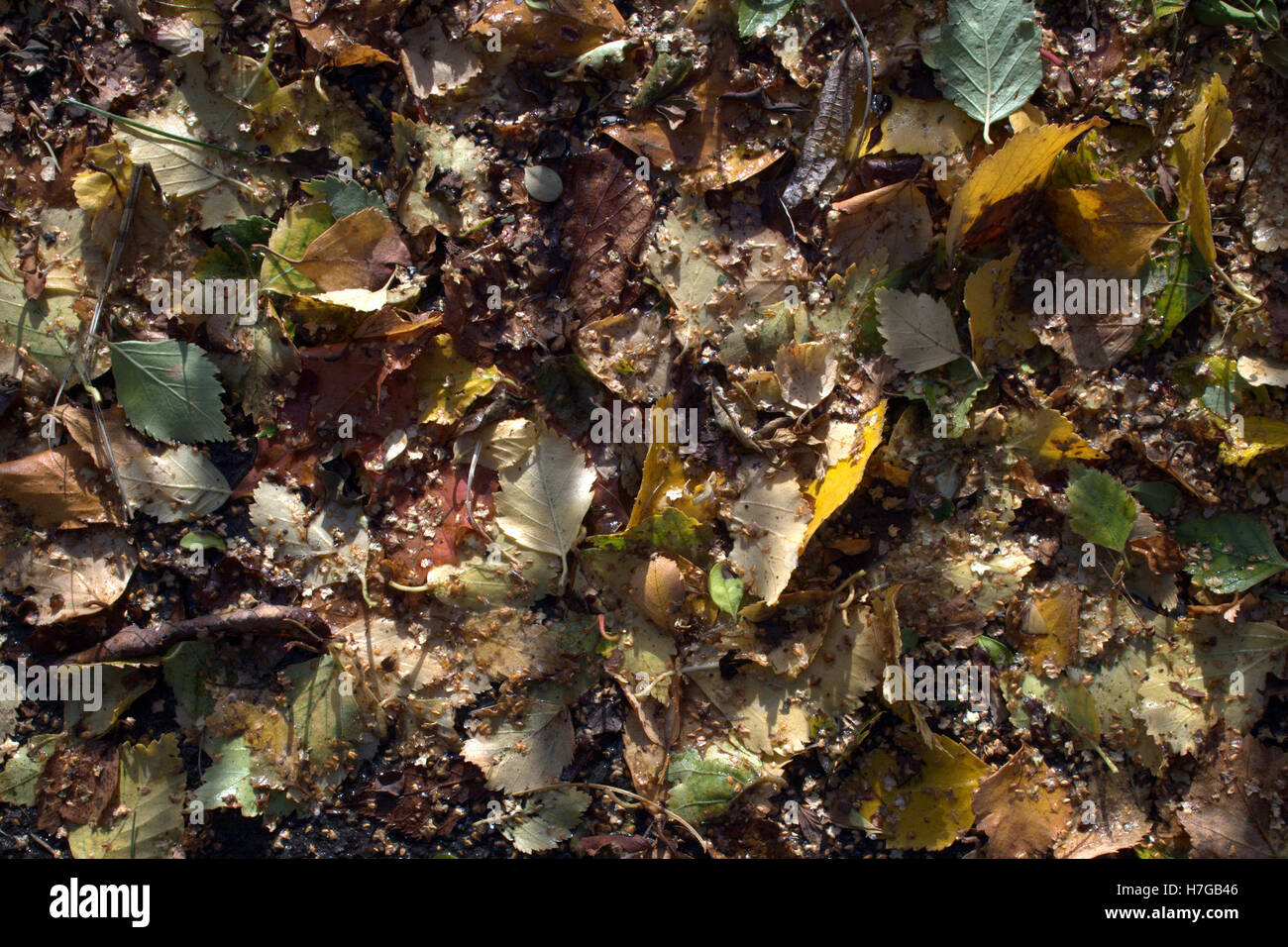 Abstract leaf backgrounds fallen leaves on the forest floor Stock Photo ...