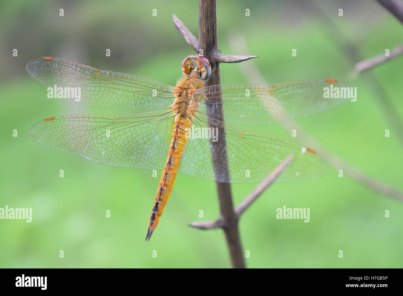 one orange dragonfly in the nature habitat Stock Photo - Alamy