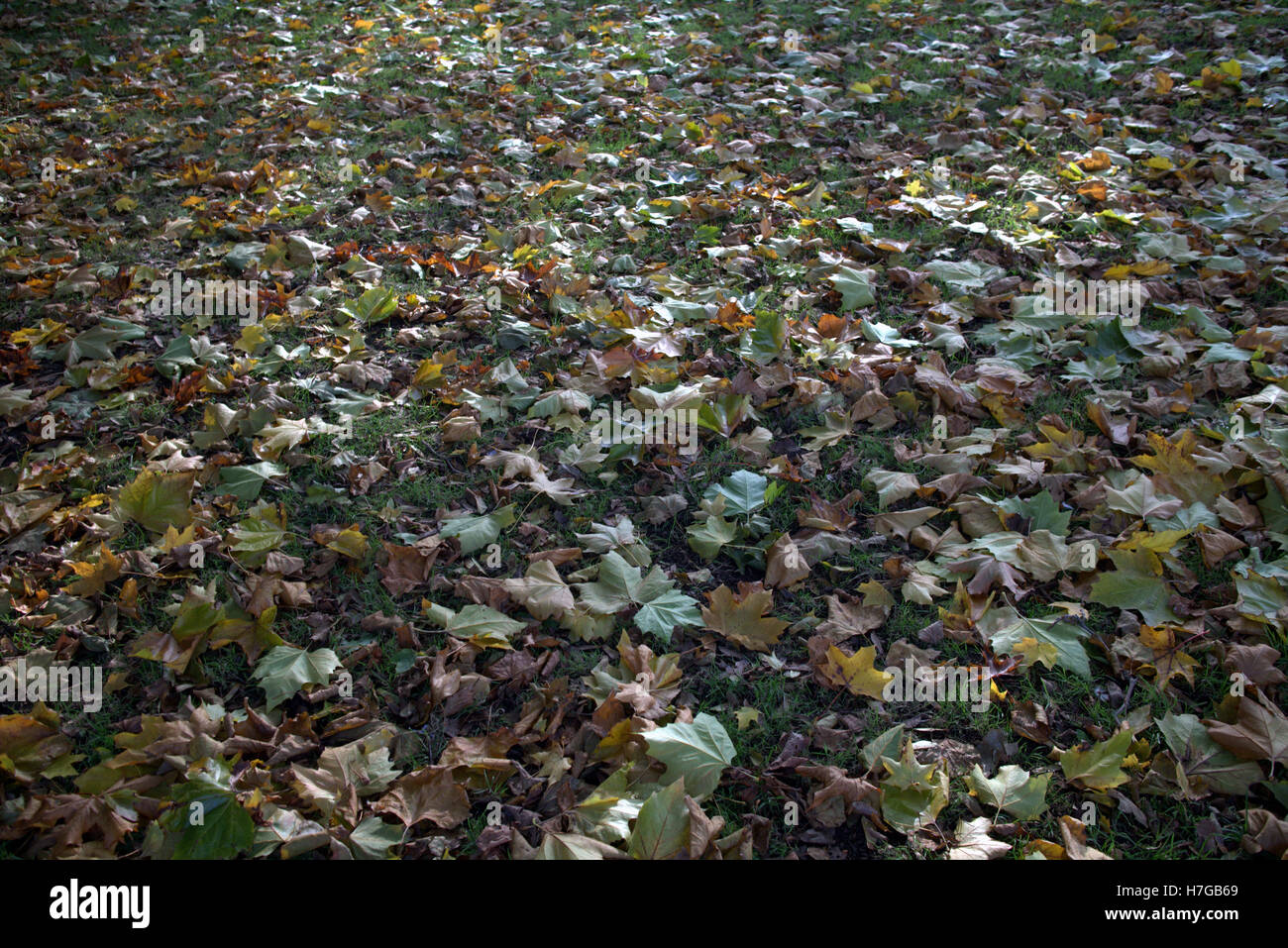 Abstract leaf backgrounds fallen leaves on the forest floor Stock Photo ...