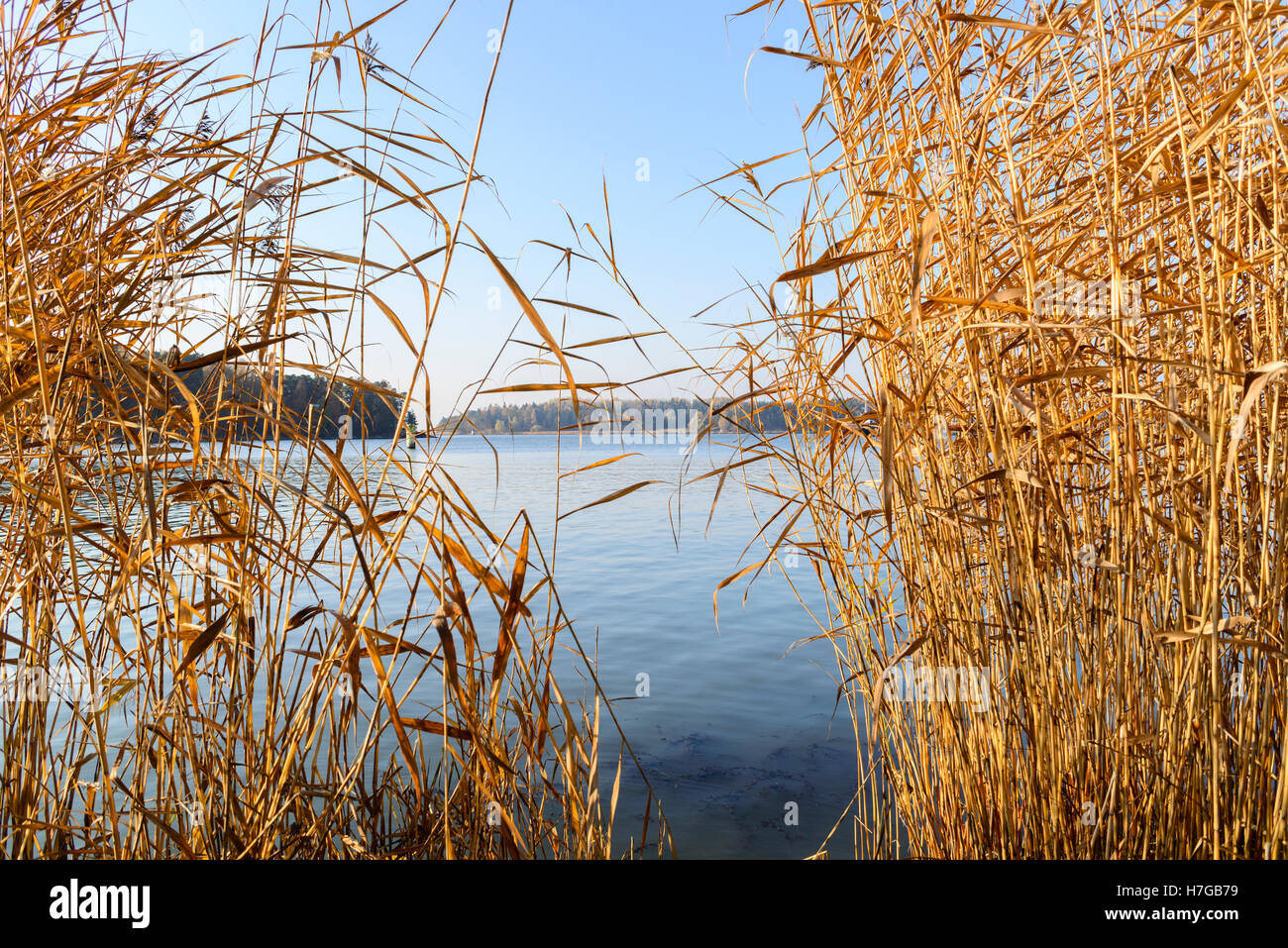 Sea of reeds hi-res stock photography and images - Alamy