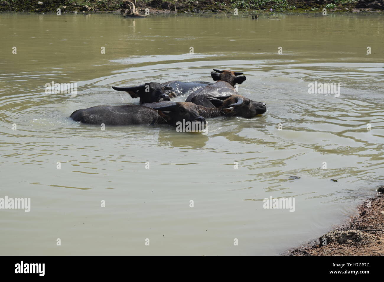 Big domestic water buffalo soak bathe in river Stock Photo - Alamy