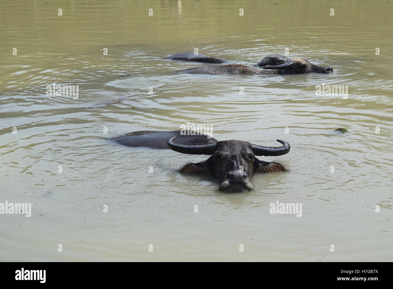 Big domestic water buffalo soak bathe in river Stock Photo - Alamy