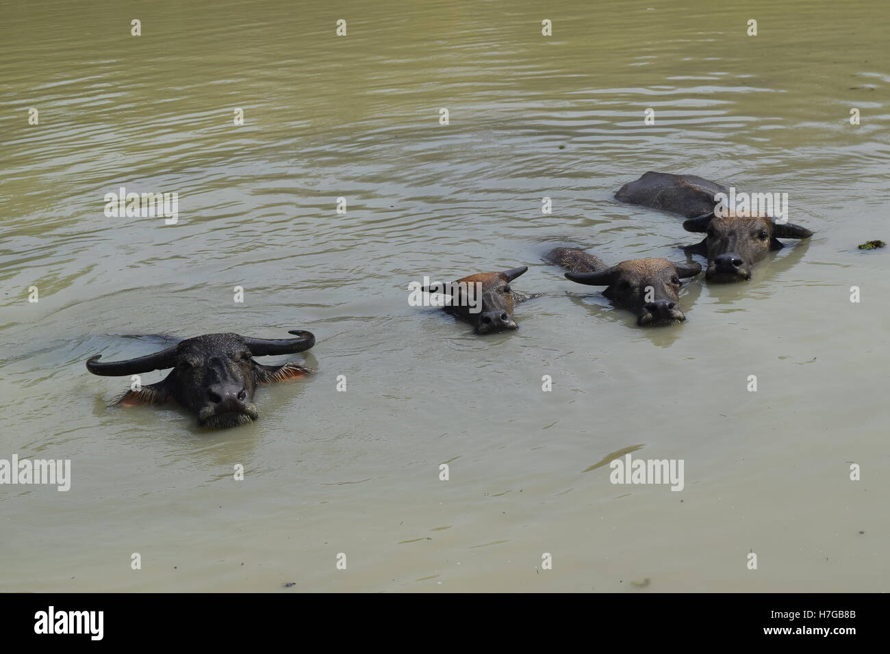 Big domestic water buffalo soak bathe in river Stock Photo - Alamy