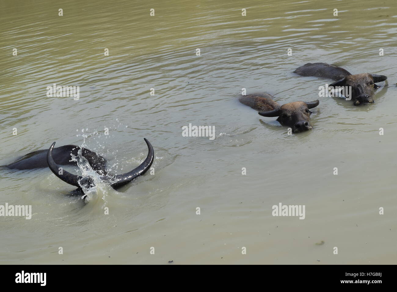 Big domestic water buffalo soak bathe in river Stock Photo - Alamy