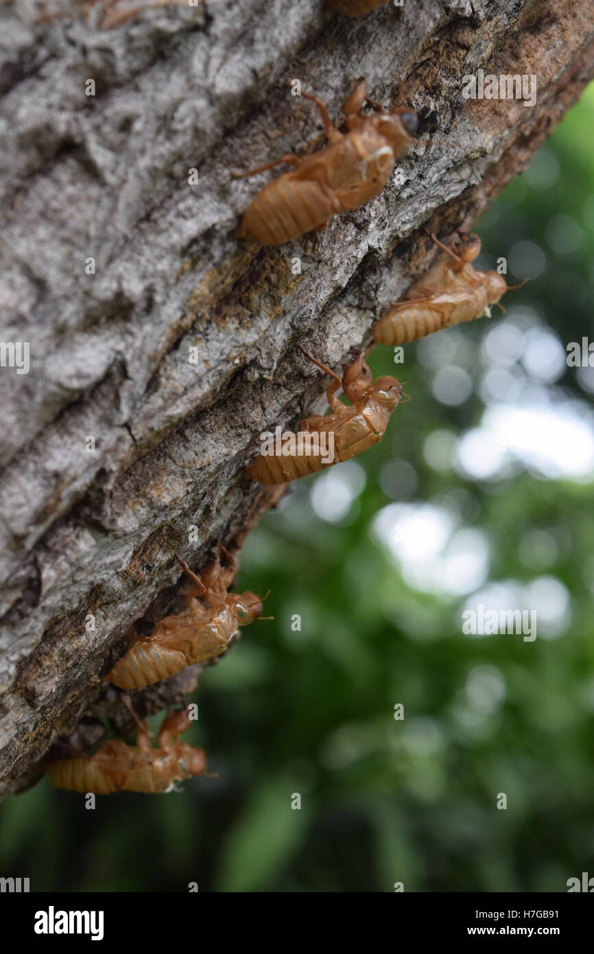 Pupa shell hi-res stock photography and images - Alamy