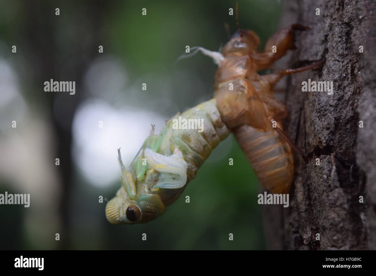 Insect molting cicada on tree in nature.Cicada metamorphosis grow up to ...