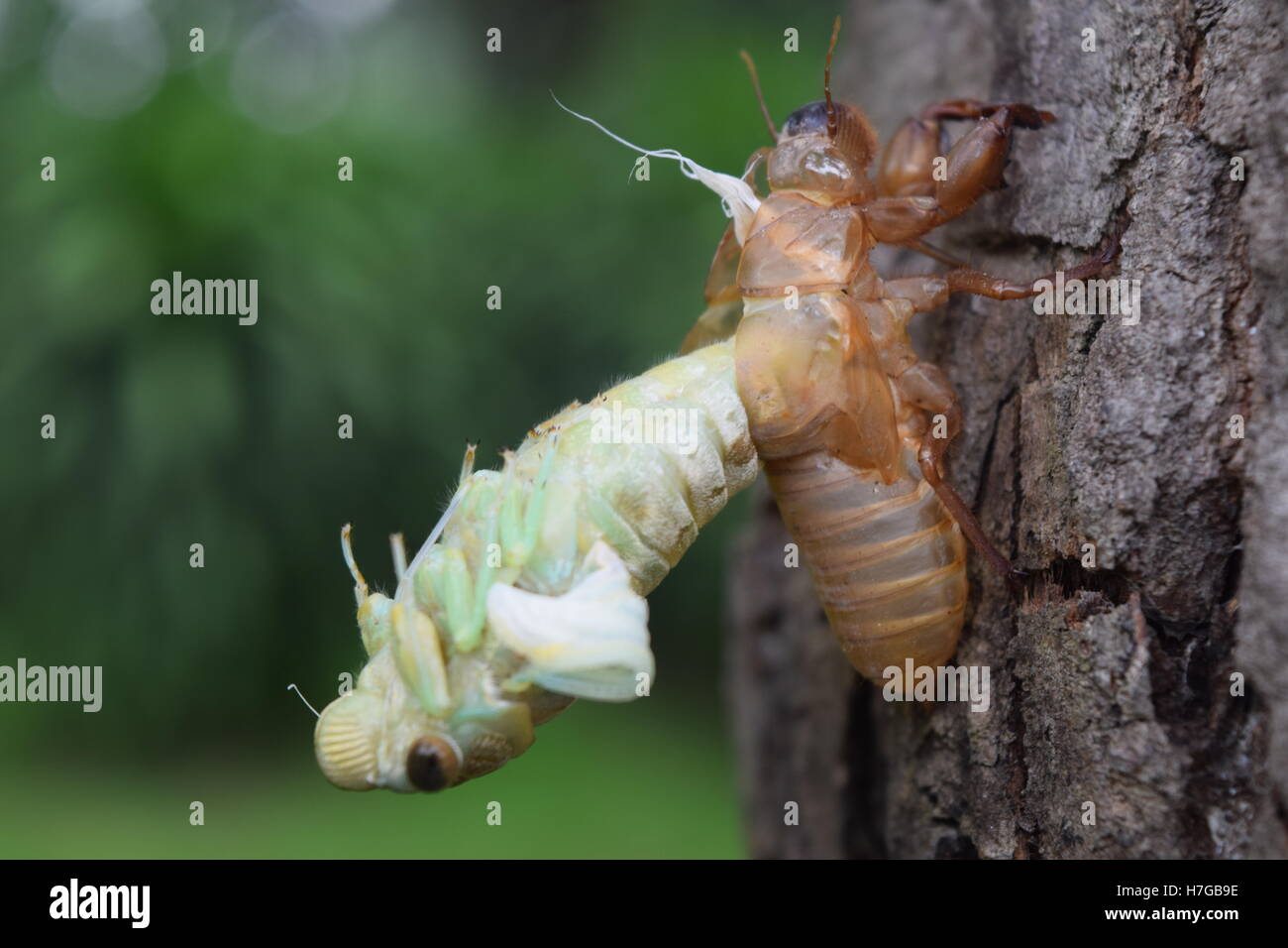 Insect molting cicada on tree in nature.Cicada metamorphosis grow up to ...