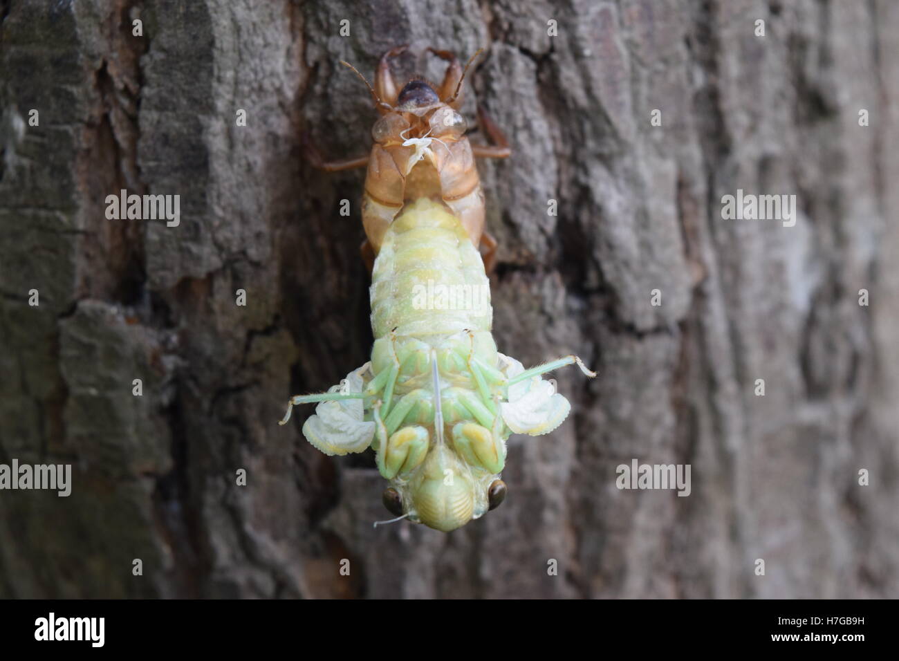 Pupa shell hi-res stock photography and images - Alamy