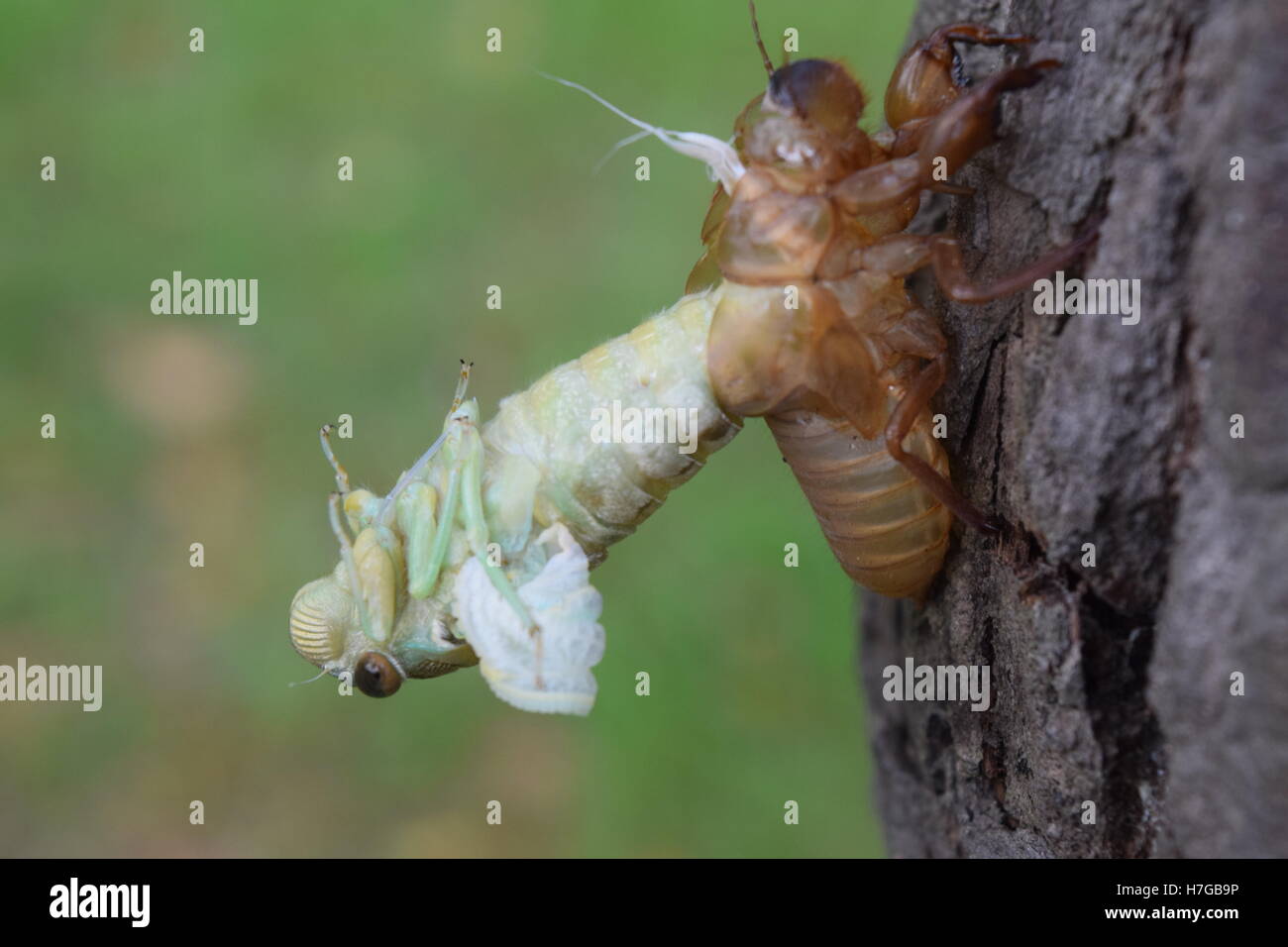 Insect molting cicada on tree in nature.Cicada metamorphosis grow up to ...