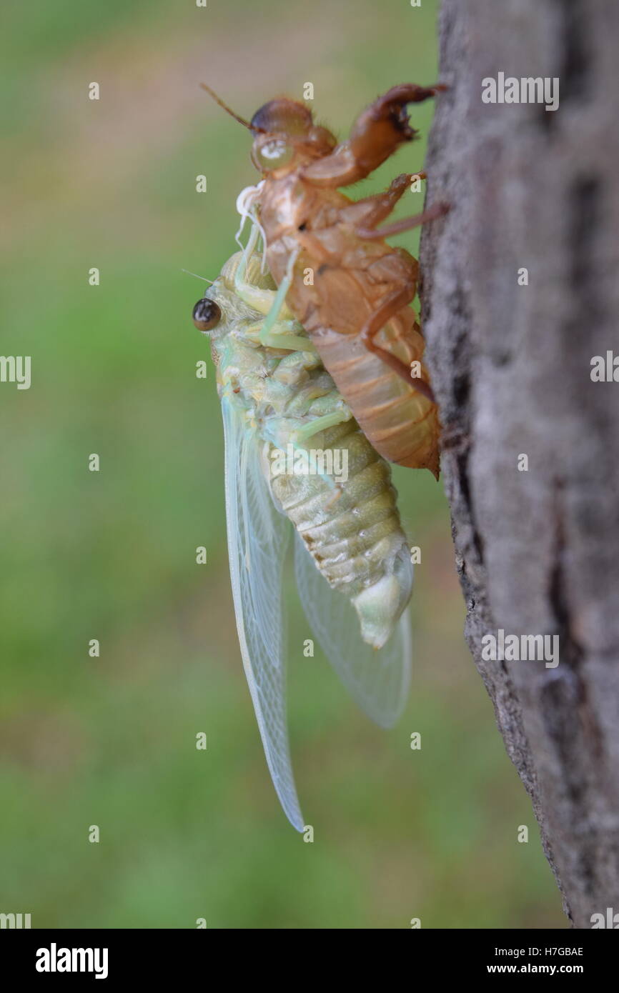 Insect molting cicada on tree in nature.Cicada metamorphosis grow up to ...
