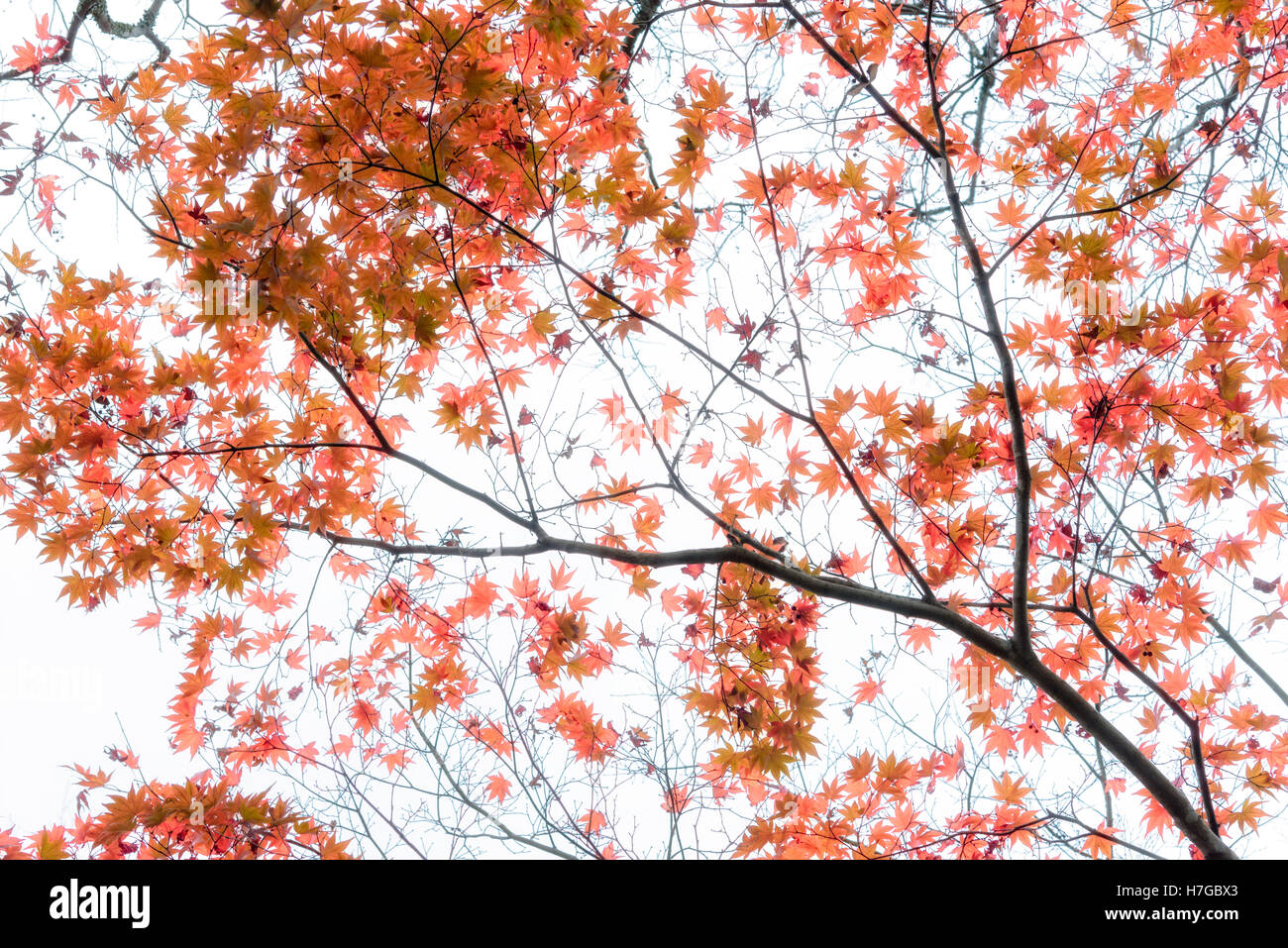 Japanese maple tree leaves illuminated by sunlight on white background ...