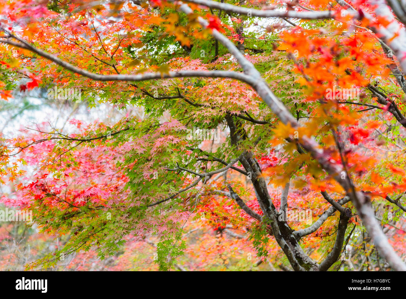 Japanese maple in autumn season for background ,Lake Kinrinko Yufuin ...