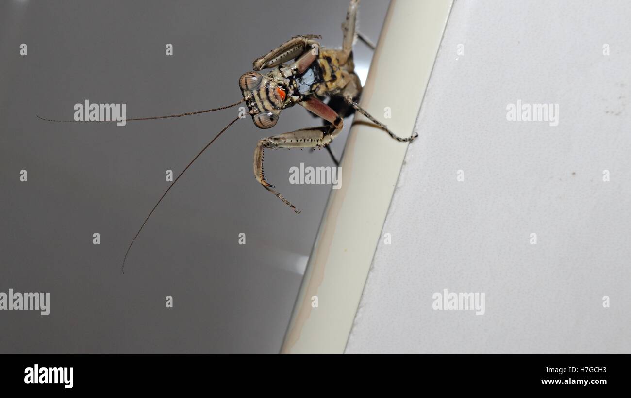 Friendly mantis hi-res stock photography and images - Alamy