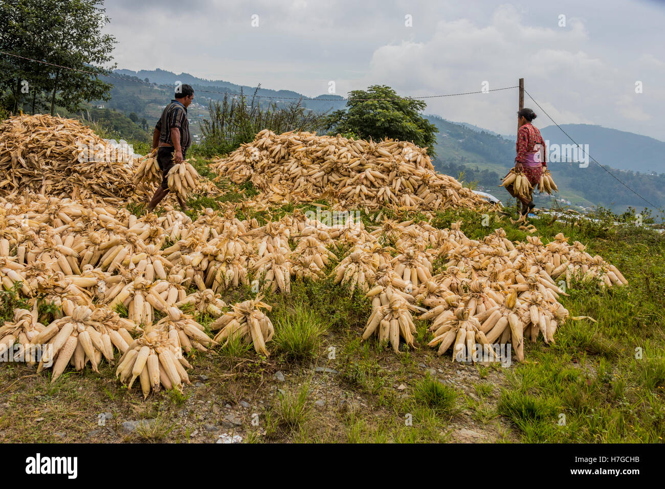 Farmers collecting corn to be bagged and dried out in area around ...