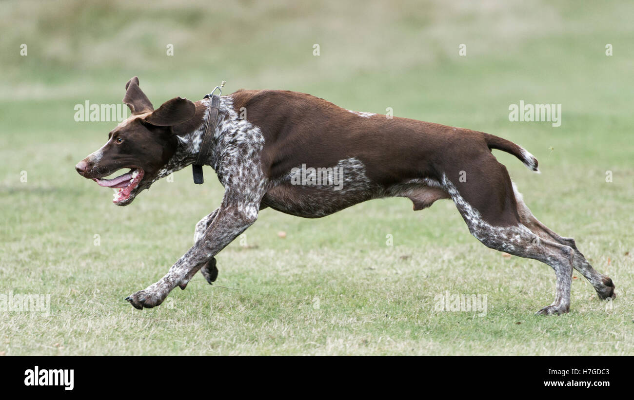 German shorthaired pointer exercise hi-res stock photography and images ...