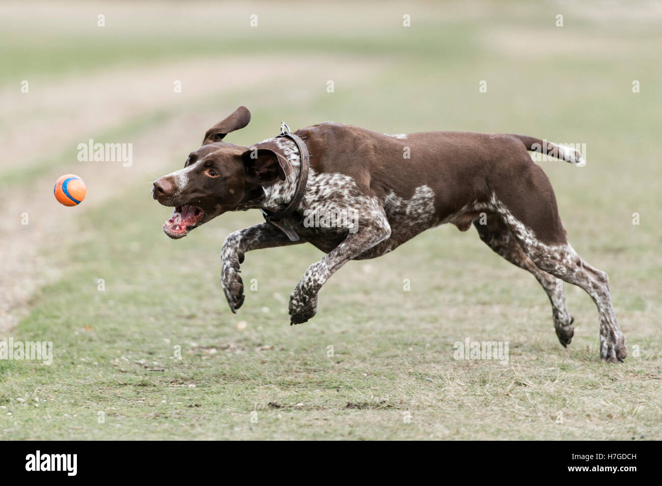 German shorthaired pointer exercise hi-res stock photography and images ...