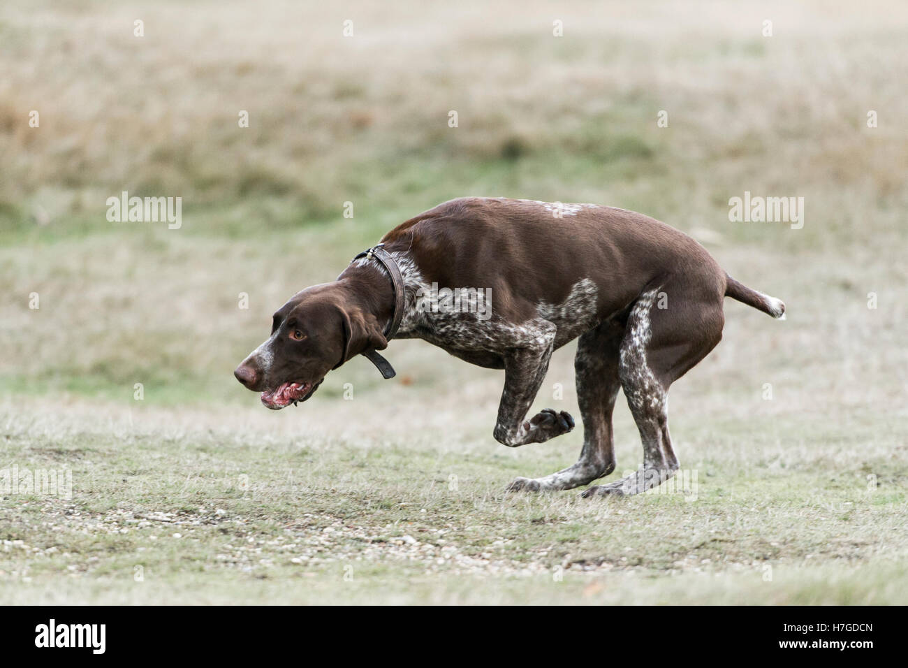 A German Pointer chasing and catching his ball Stock Photo - Alamy