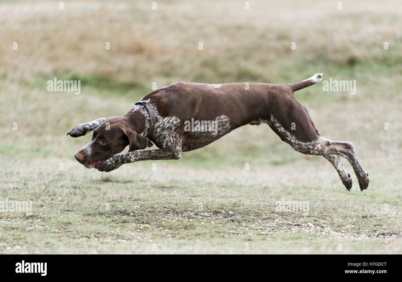 A German Pointer chasing and catching his ball Stock Photo - Alamy