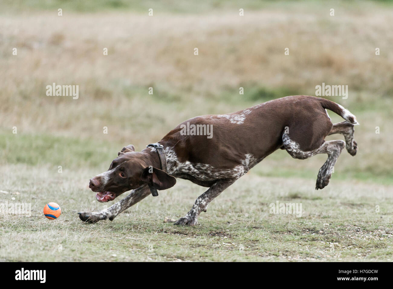 A German Pointer chasing and catching his ball Stock Photo - Alamy