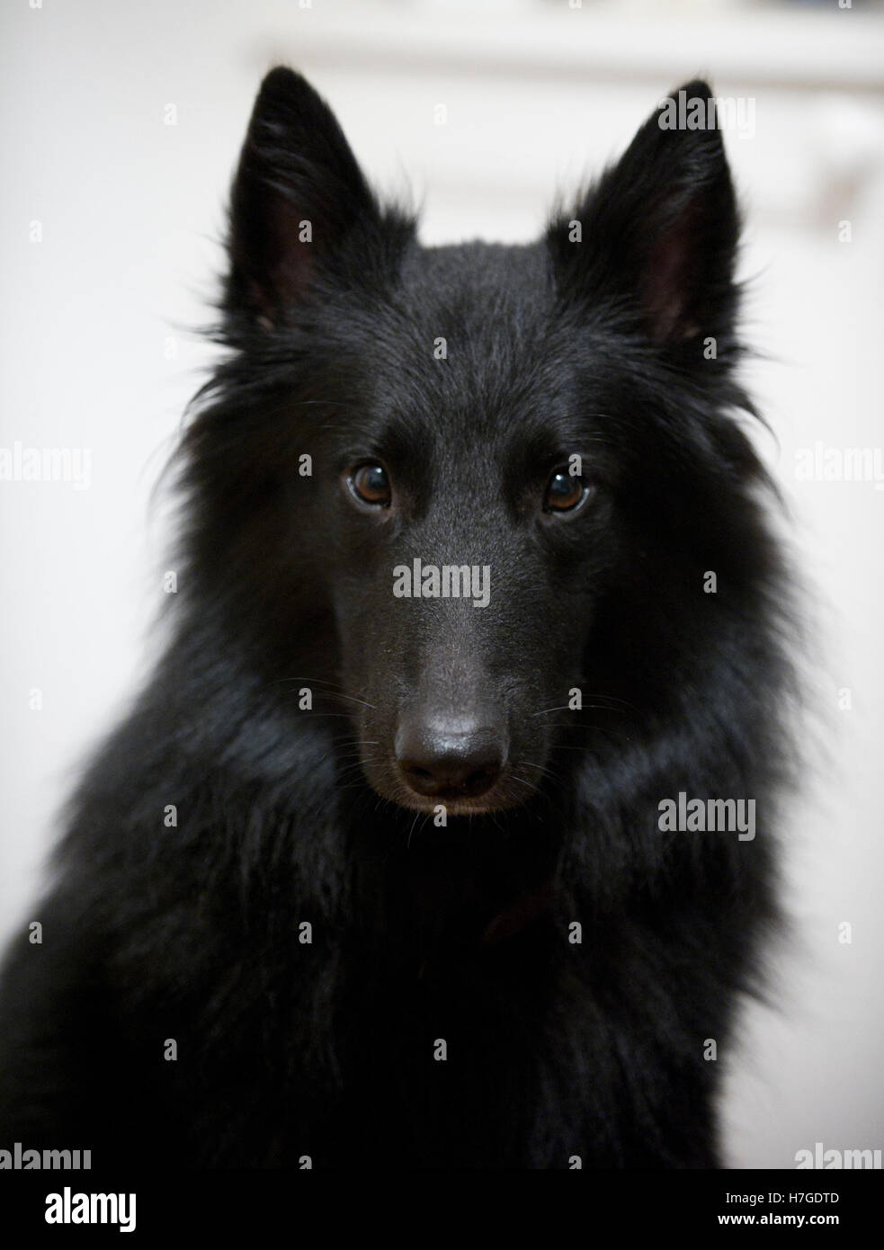 A Groenendael Belgian Shepherd dog Stock Photo - Alamy