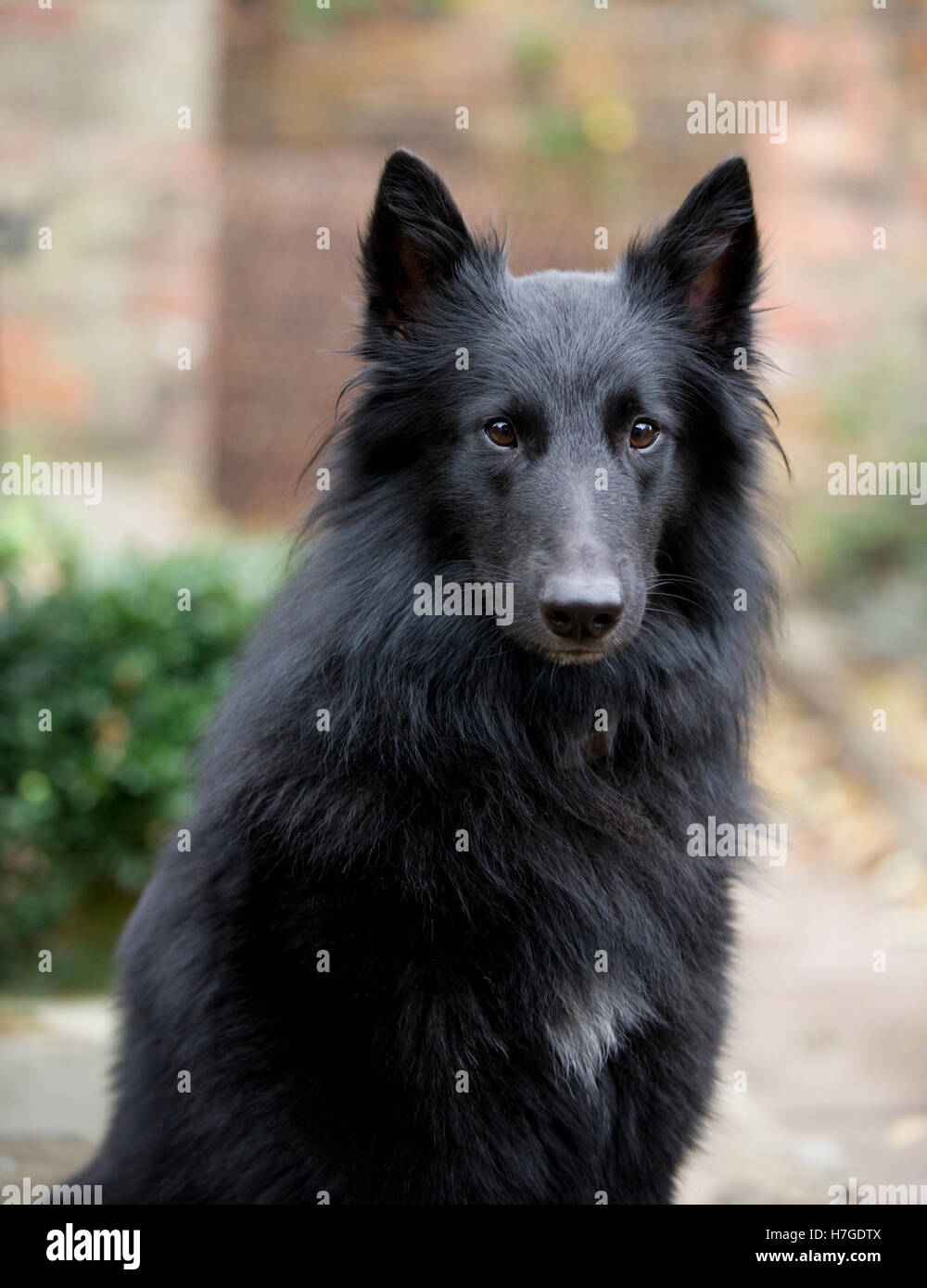 A Groenendael Belgian Shepherd dog Stock Photo - Alamy