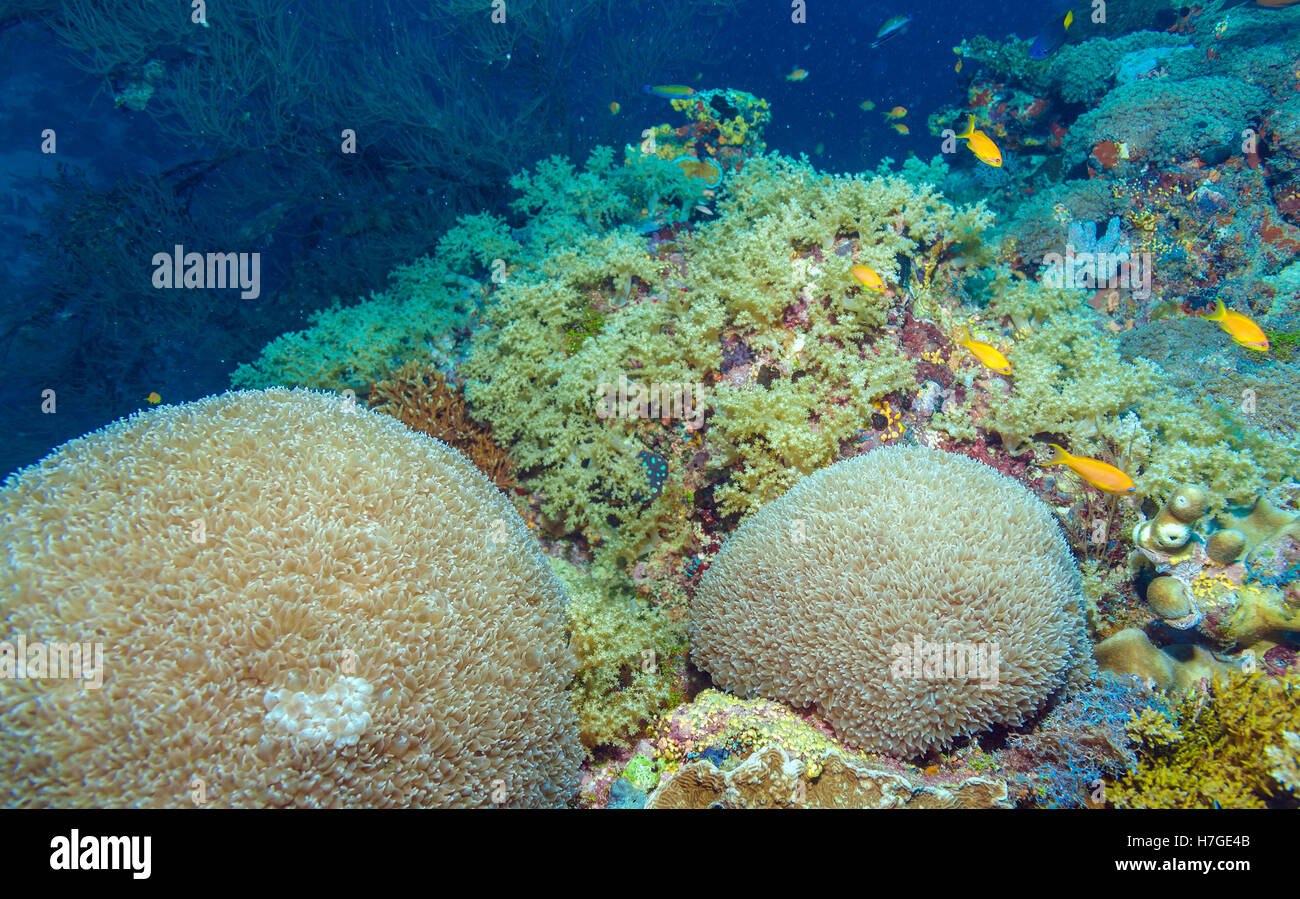 Colorful ocean landscape with yellow soft corals in the Maldives Stock ...
