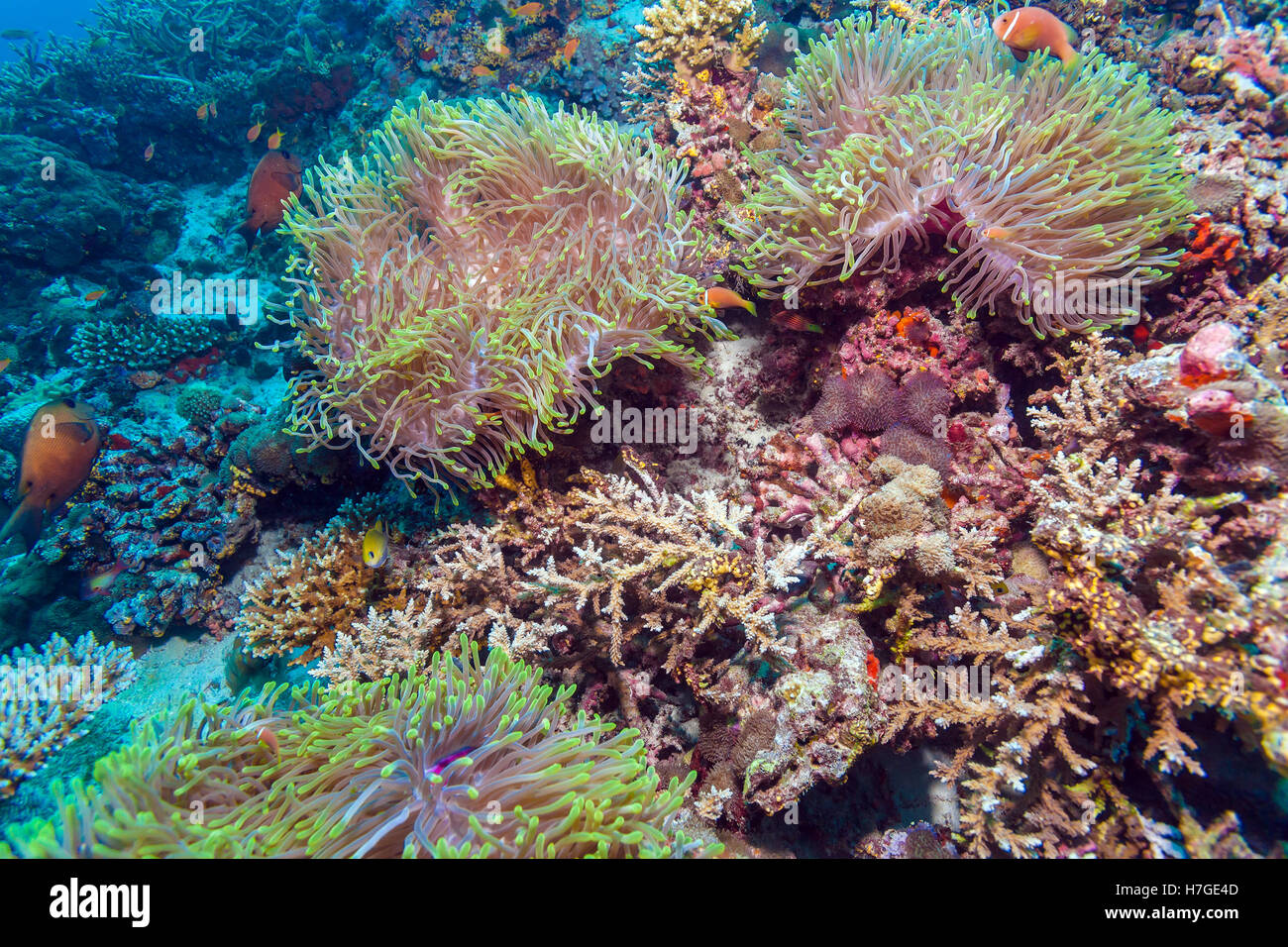 Anemonefish (Amphiprion sebae) in a sea anemone (Heteractis magnifica ...